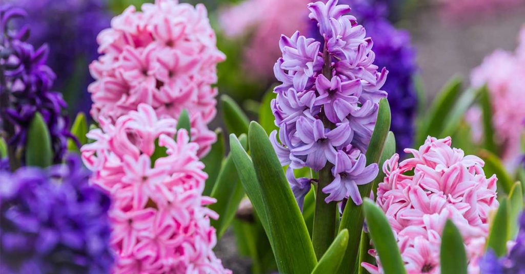Spring Bulb Planting | Tips & Tricks